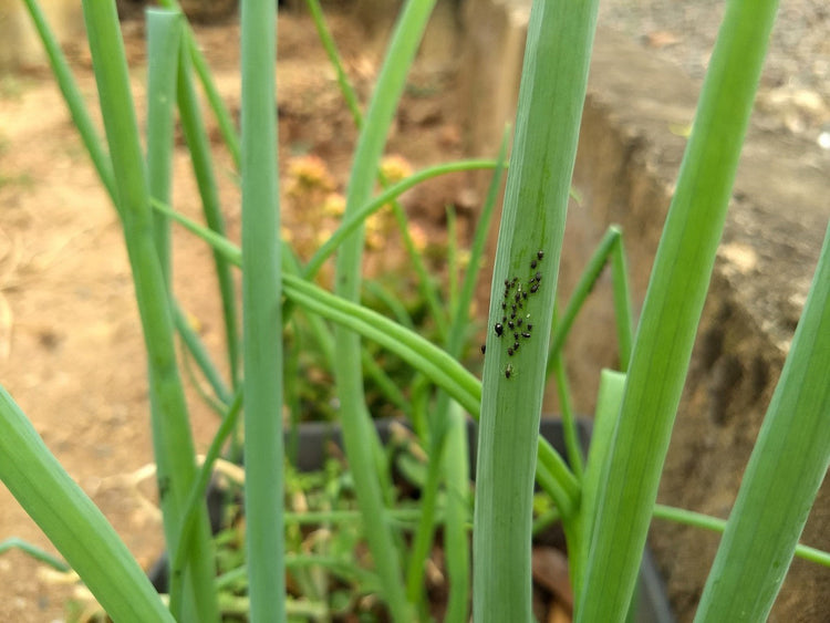 ALLIUM DISEASES IN NEW ZEALAND – Lost Coast Pant Therapy NZ